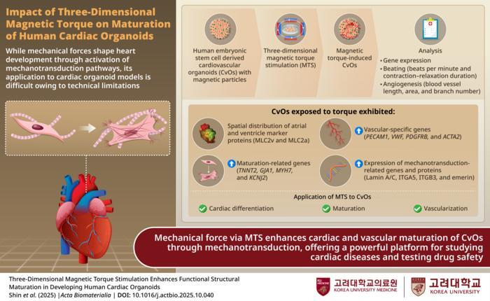 Korea University study mimics heart mechanics in organoids using three ...