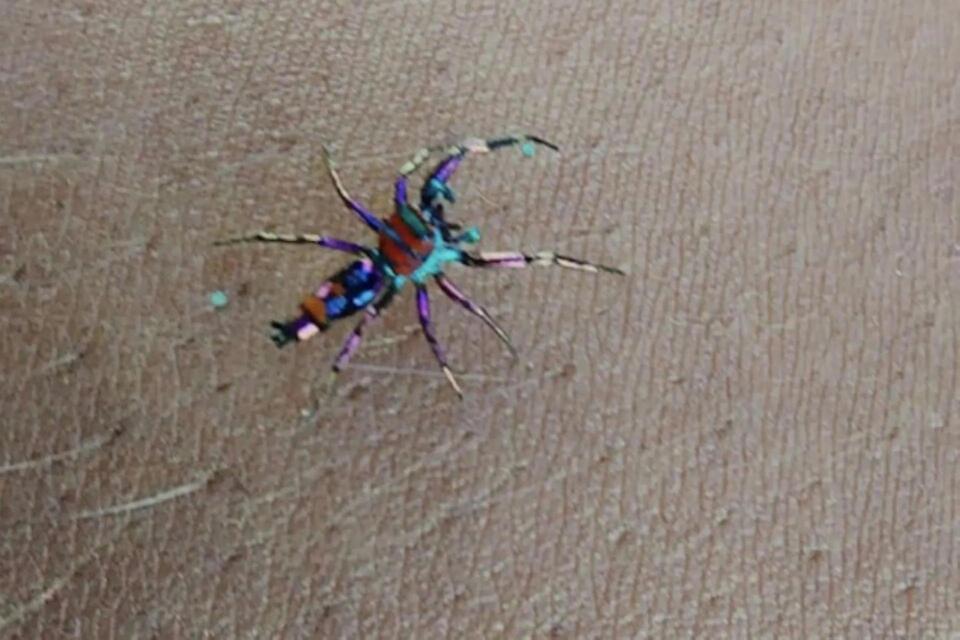 Photo of alleged rare jumping spider perched on Redditor's arm ignites ...