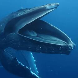 “Whales Do Watch People On A Boat”: Rare Humpback Whale Phenomenon ...