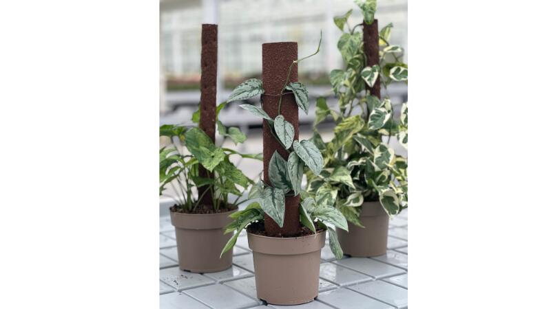 The Plant Co. introduces houseplant support poles - NewsBreak