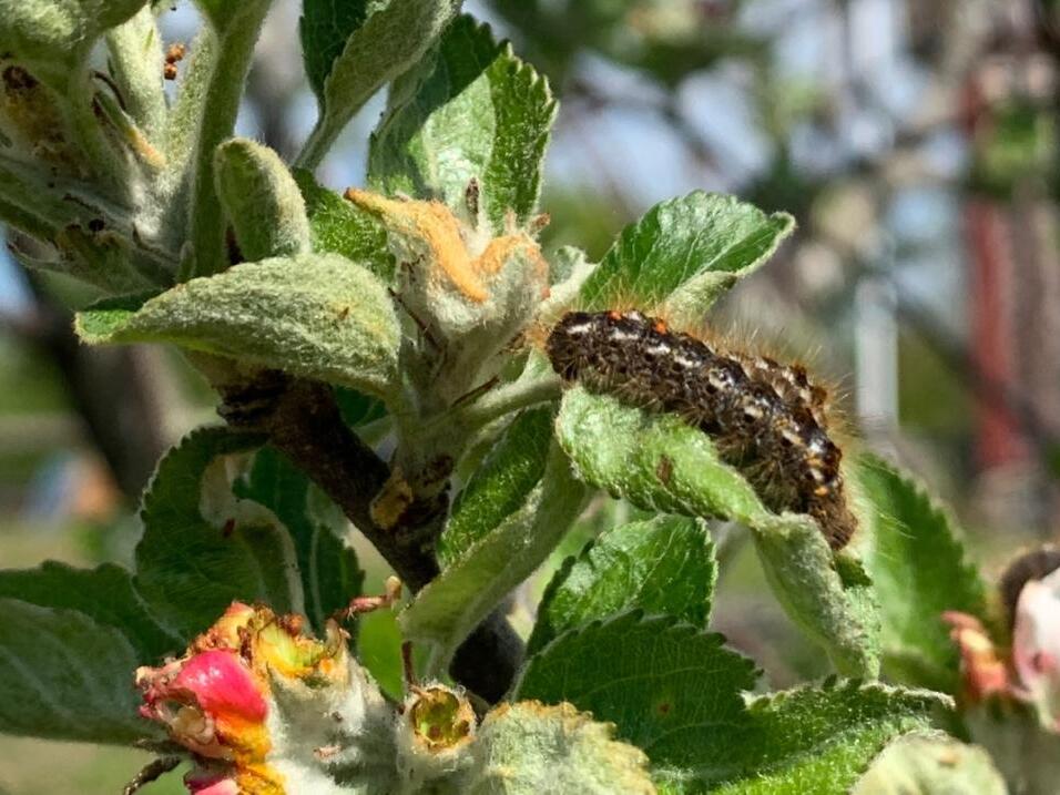 How to treat a painful rash caused by the browntail moth caterpillar