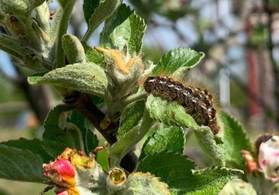 How to treat a painful rash caused by the browntail moth caterpillar ...