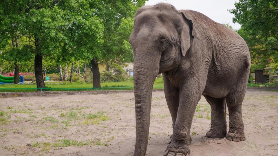 Elephant's Happy Reaction to Man Drumming for Her Will Fill Your Heart ...