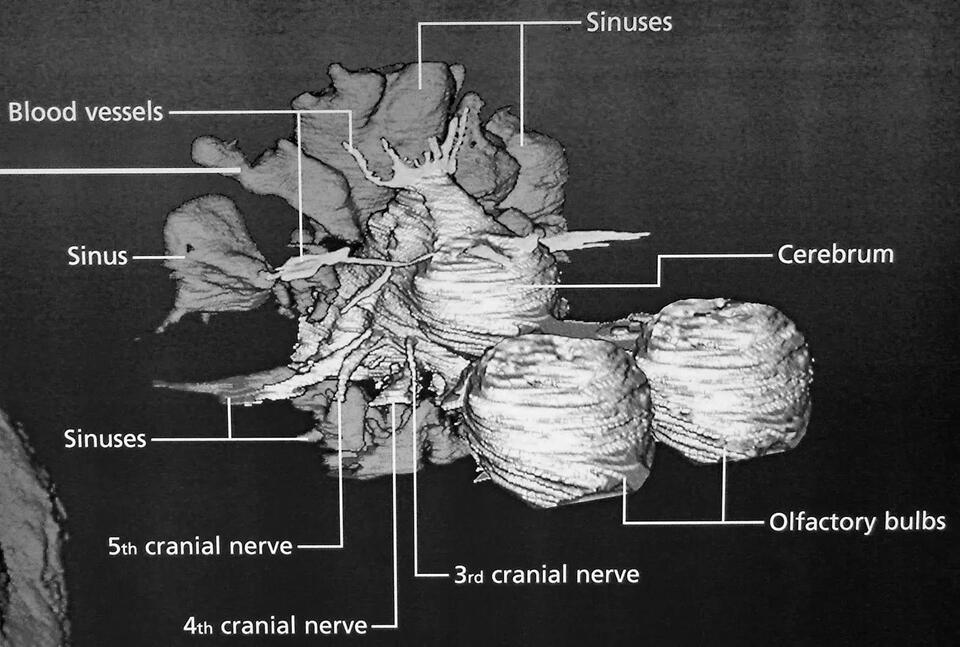 Unraveling the Secrets of Dinosaur Brains: What We Know About Their ...