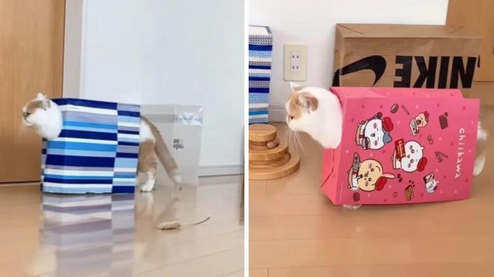 Cat Models One-Of-A-Kind Wardrobe & It’s Purrfectly Hilarious - NewsBreak