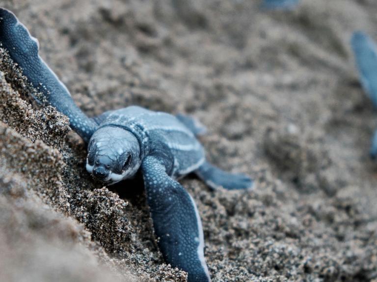 Baby Sea Turtles Run Into The Ocean In The Most Precious Parade