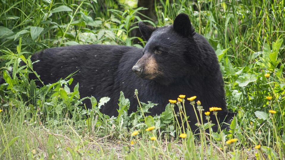 DNR Now Seeking Bear Den Locations In Parts Of Minnesota - NewsBreak