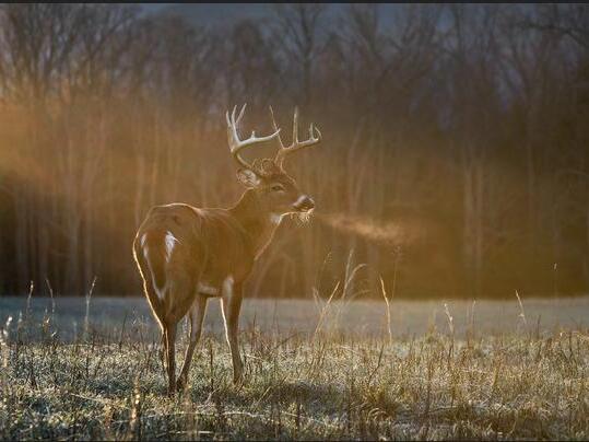 Hunters will see more limits, and opportunities, on bagging does up ...