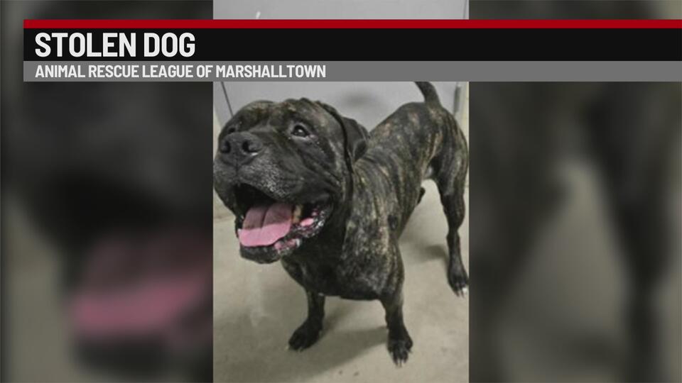 Dog stolen from Marshalltown animal shelter, search for culprit ...