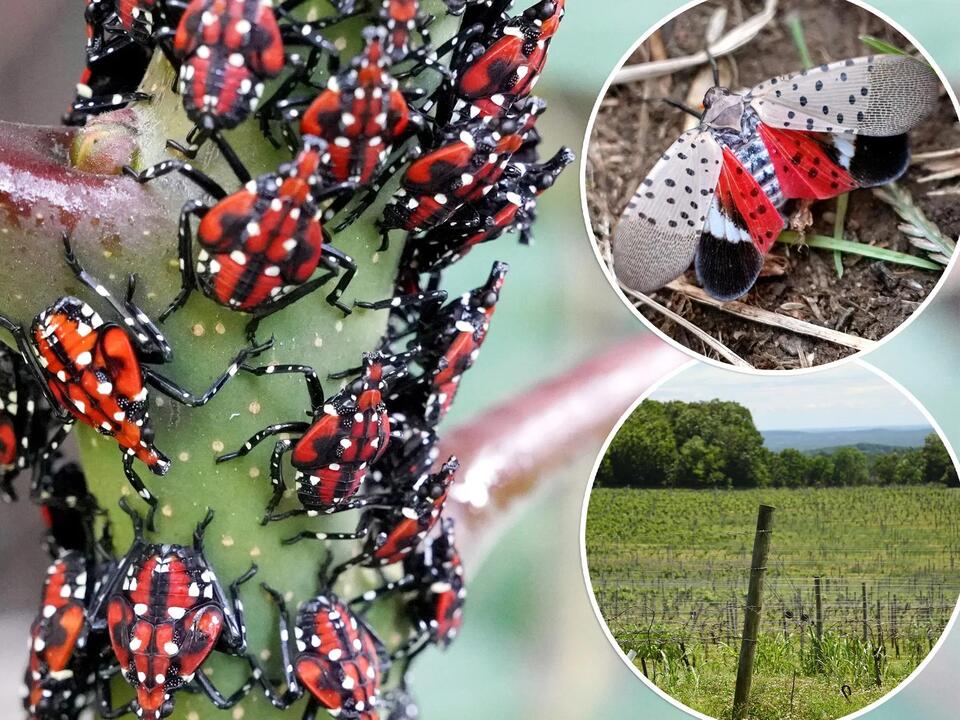 America’s wine supply under ‘serious threat’ as despised invasive ...