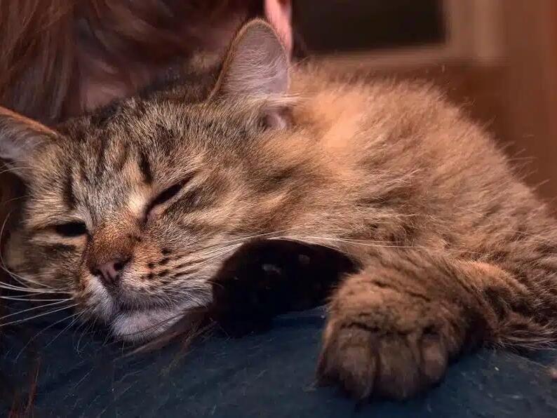 When to Euthanize a Cat? Vet-Reviewed Factors & FAQ