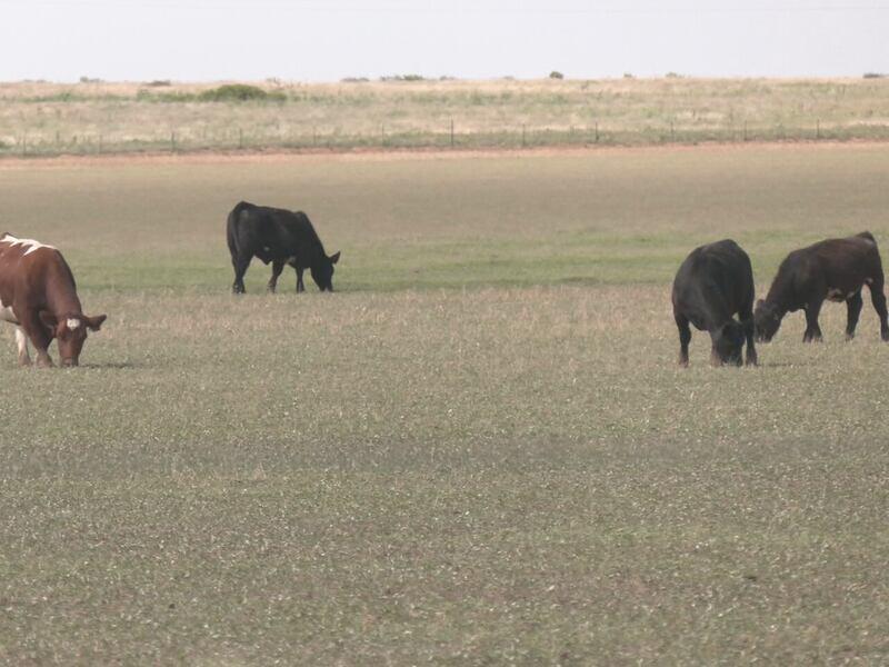 Cattle rustling: Special ranger explains the modern look of an old crime