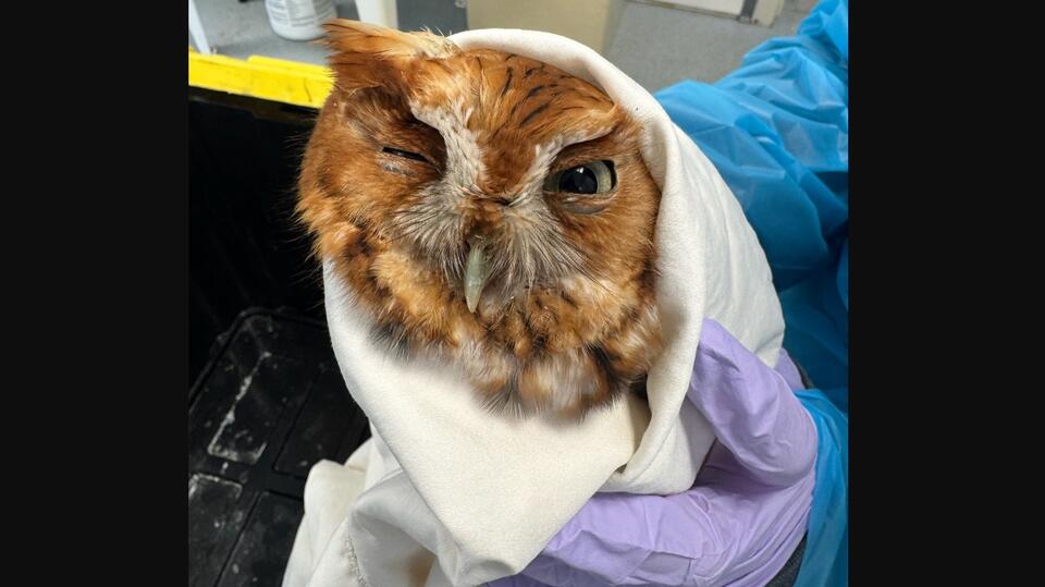 Injured Eastern Screech Owl Begins Recovery After Blue Jay Attack ...