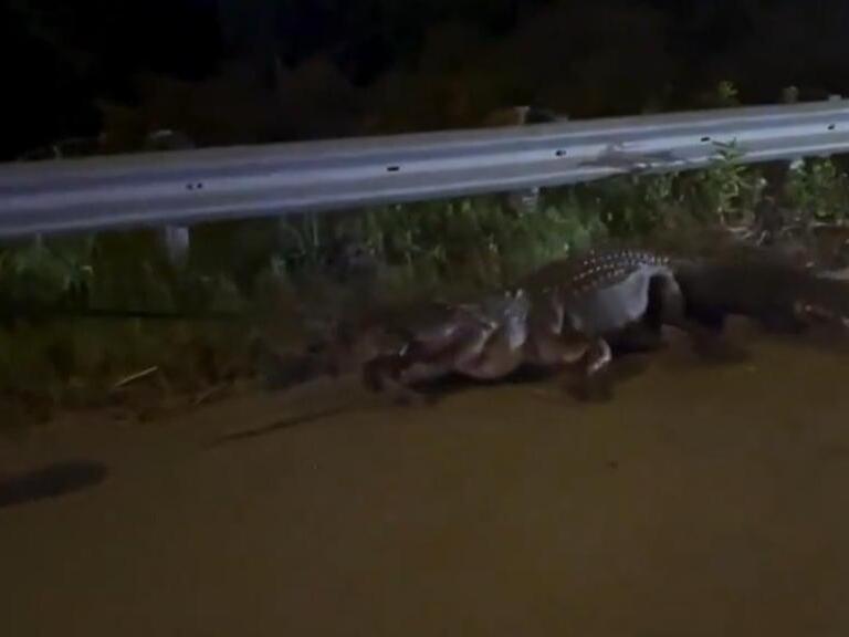 Persistent gator twice removed by deputies from NC highway