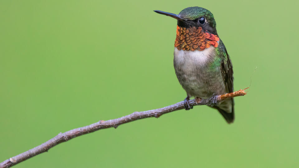 Add This Sweet-Smelling Flower That Hummingbirds Can't Resist - NewsBreak