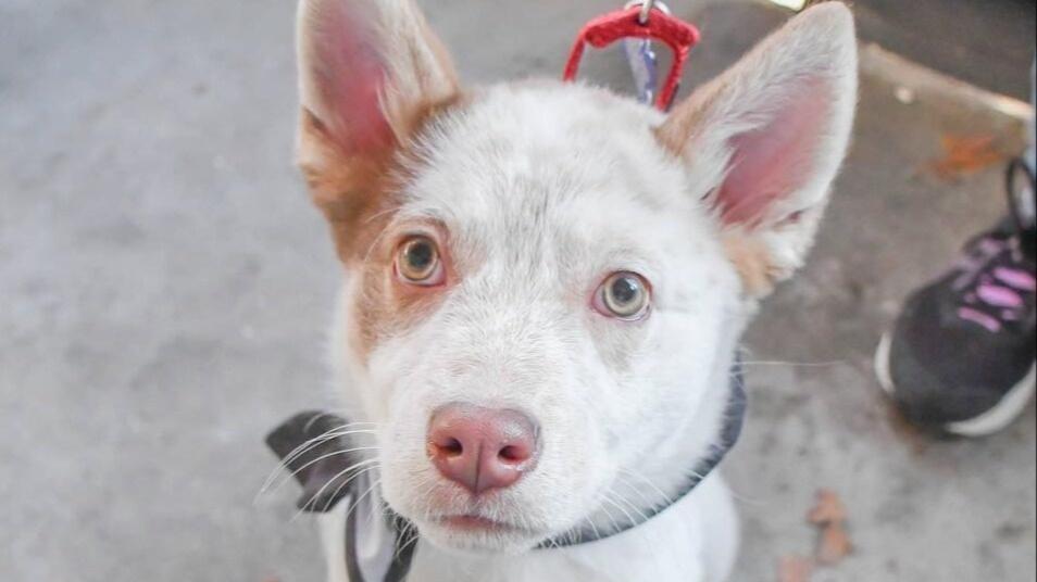Massachusetts Rescue Shares Dog Who Is Still Searching For Forever ...