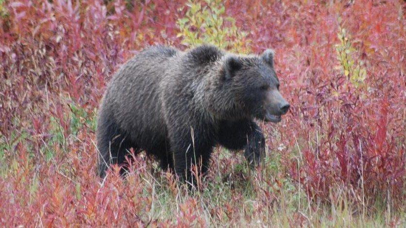 Idaho Hunter Kills Grizzly Bear in Self-Defense - NewsBreak