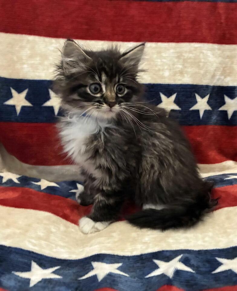 🐱 Playful & Sweet Cats Ready for Adoption in Fruit Heights - NewsBreak