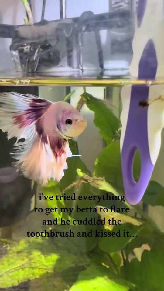 Meet Kyle: the fish that's too sweet for his own good! 🐟💙 #BettaLove # ...