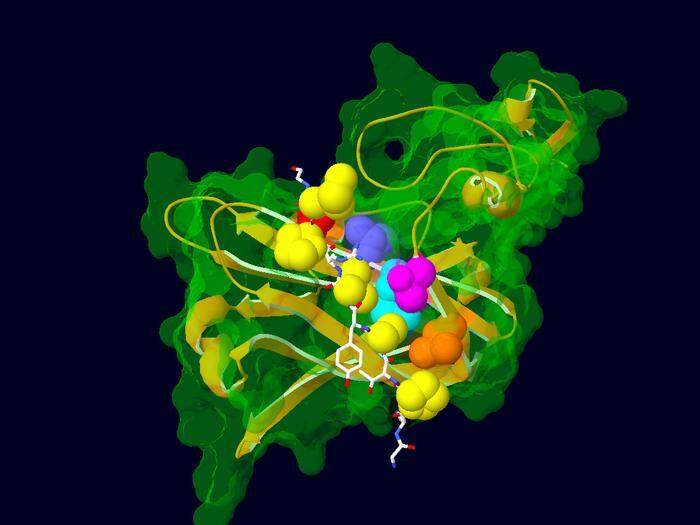 Too much or too little: The impact of protein dosage on development