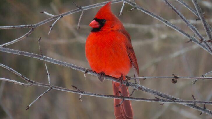 What Your Zodiac Sign’s Spirit Bird Reveals About You - NewsBreak