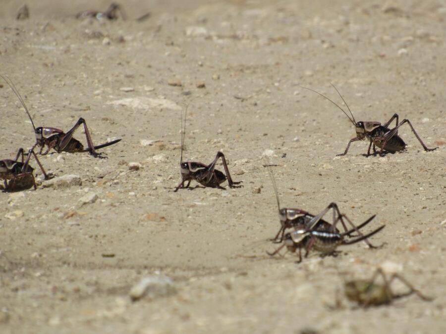 Terrifying Cricket Swarm Swallows Home in Nevada