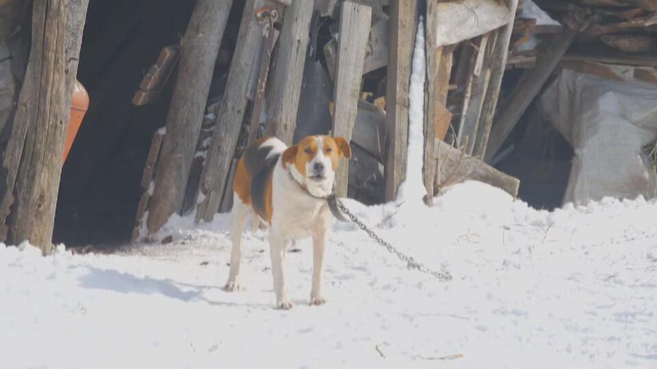 Metro animal rescue faces funding crisis as cold-weather distress calls ...
