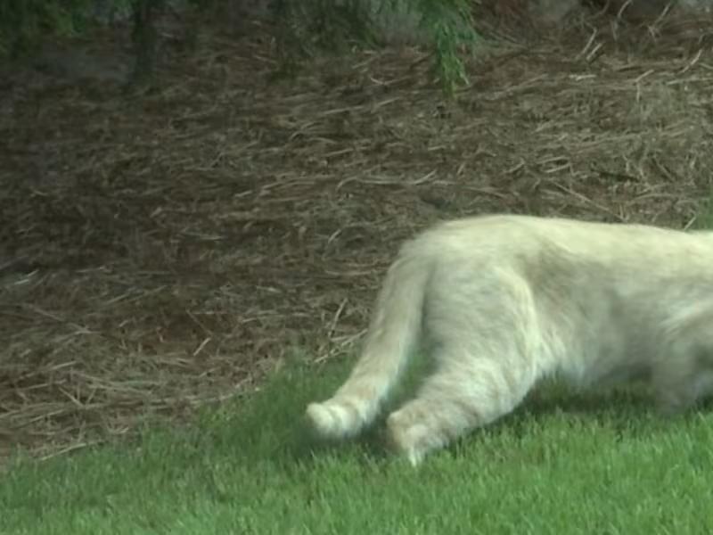 Feral cats to no longer be accommodated in animal control facility ...