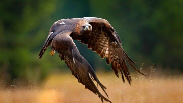 10 Birds of Prey You Can Spot in the U.S. - NewsBreak