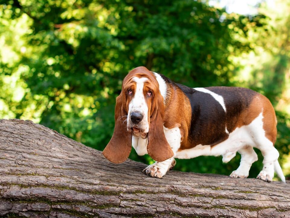 Basset Hound's Enchantment Watching 'The Fox and the Hound' Is True ...