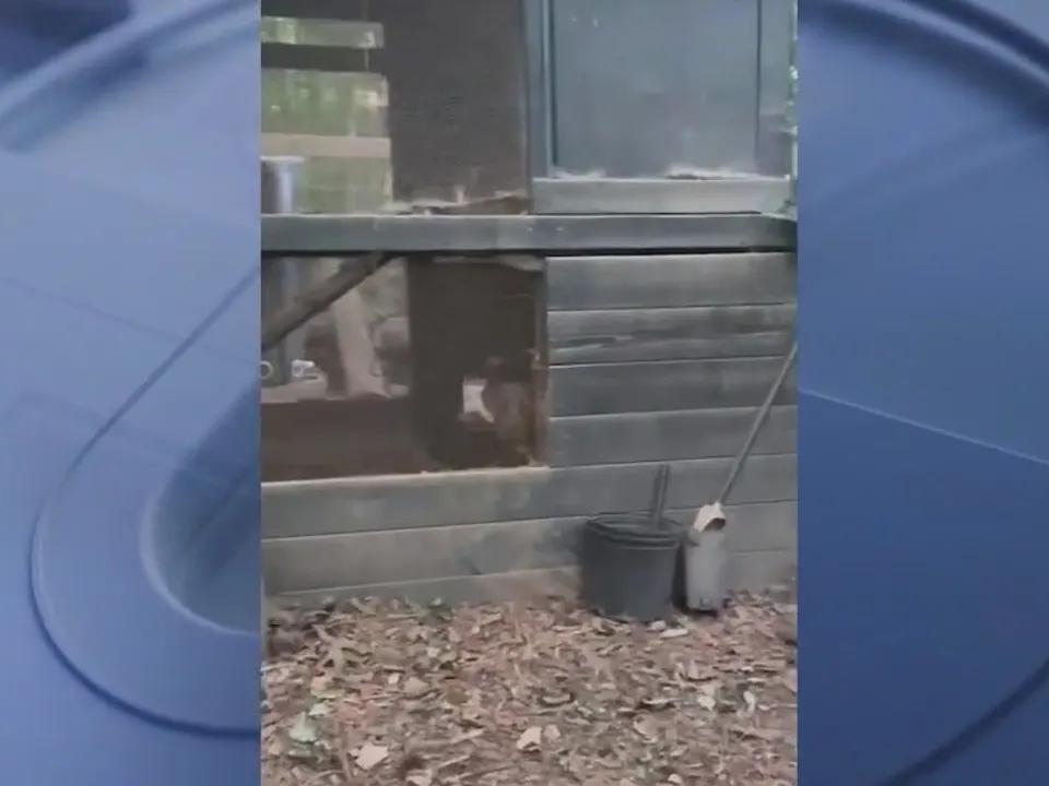 Chicken coup attacked, birds slaughtered by dogs
