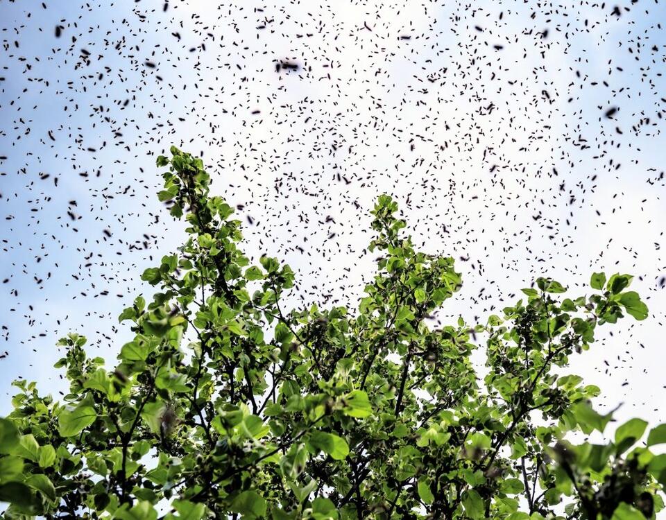 Radar reveals an astonishing number of flying insects over the U.S ...