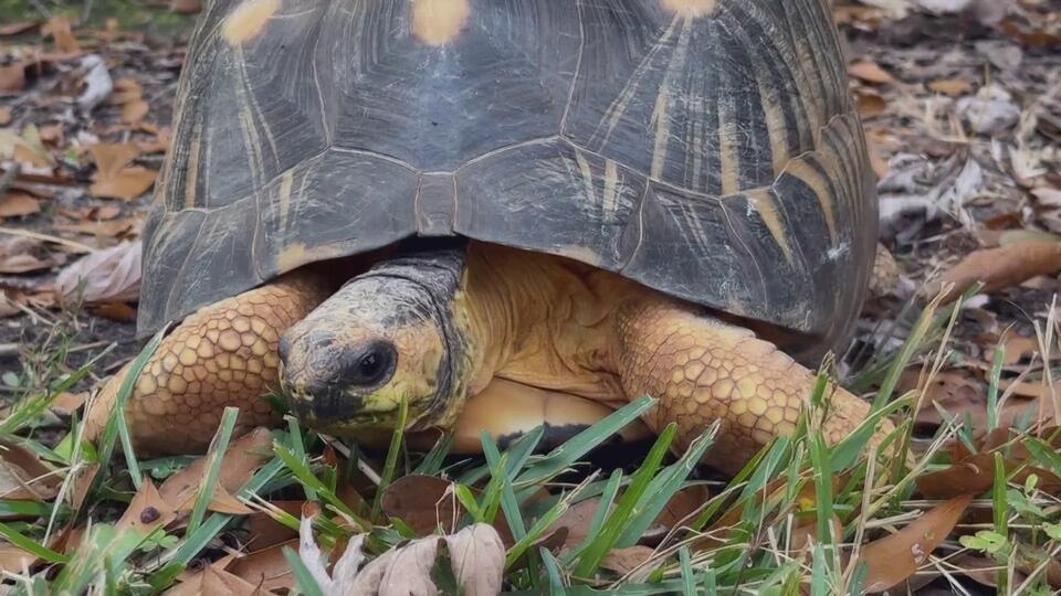 EXPLORING THE CALDWELL ZOO: Rupert the radiated tortoise finds safe ...
