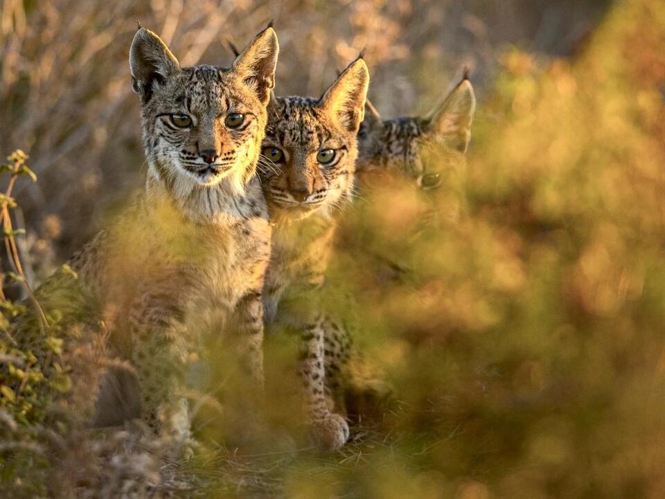 The Iberian lynx is back from the brink of extinction, thanks to ...