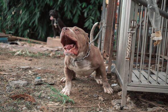 Florida's new law on chaining up animals comes with risk of 5-year ...