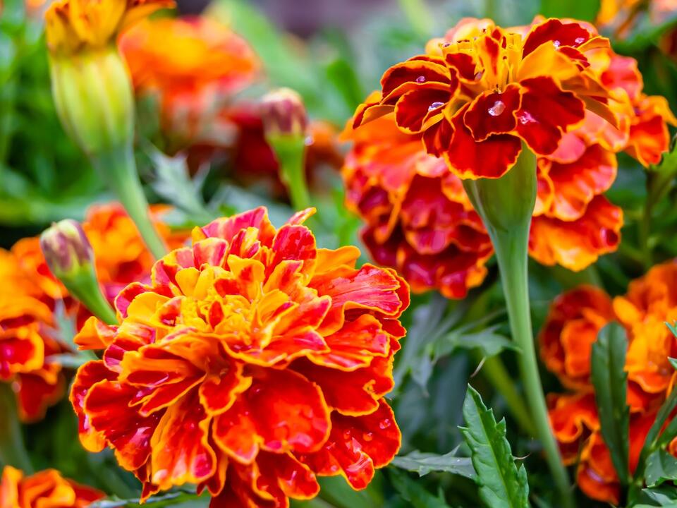 How to Grow Marigolds — Welcome These Edible Blooms Into Your Yard for ...