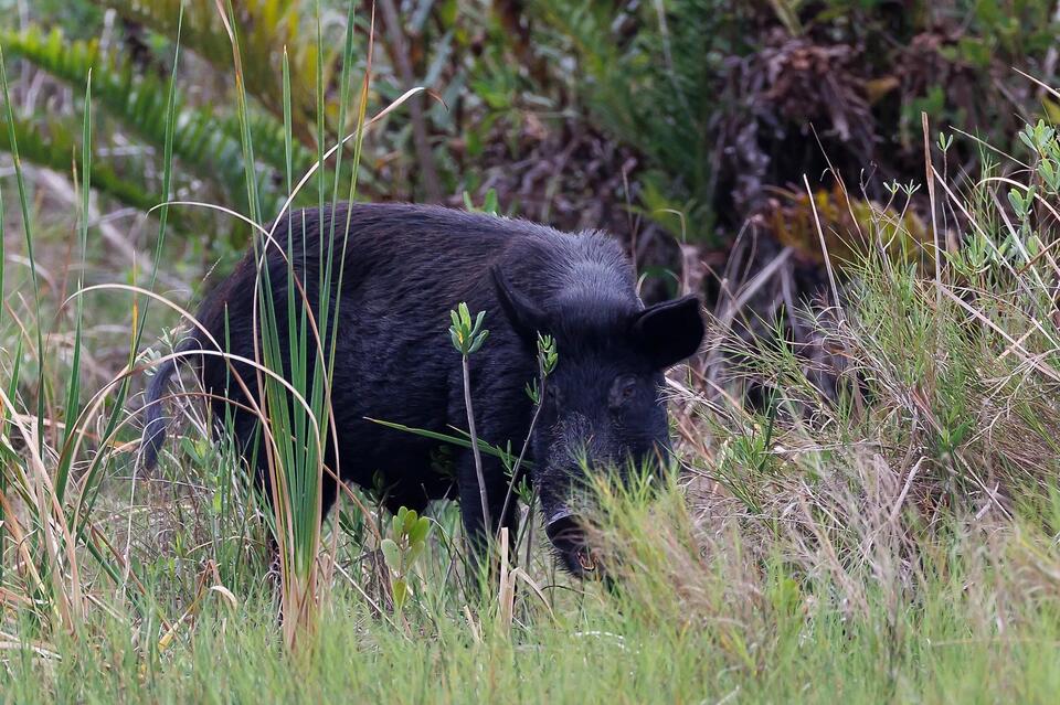 Florida Man Hospitalized With Rare Infection After Eating Feral Pig ...