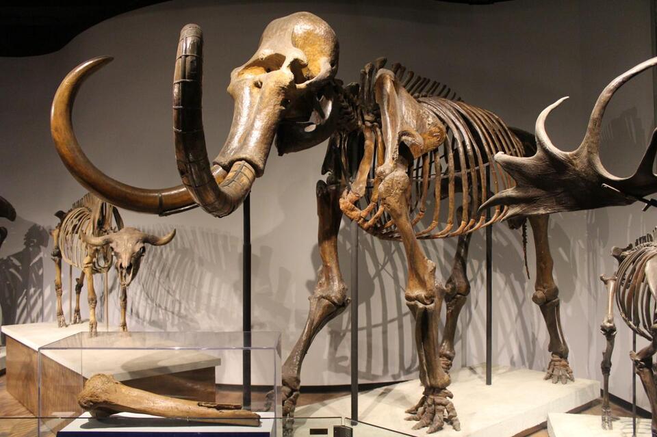Should We Bring Back Extinct Species? What Science and Ethics Say ...