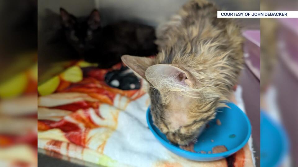 Multiple malnourished cats found at Sunrise Mall in Massapequa - NewsBreak