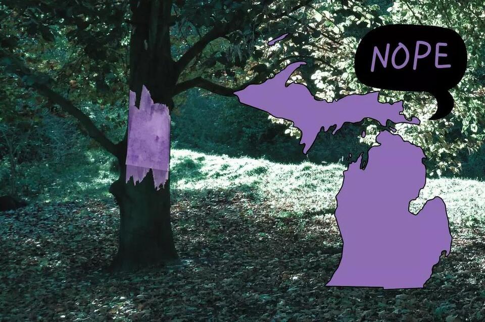 See A Tree Painted Purple In A Michigan Forest? RUN! - NewsBreak