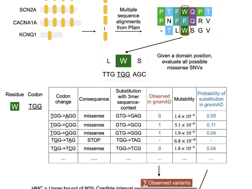 Genetic constraint at single amino acid resolution in protein domains ...