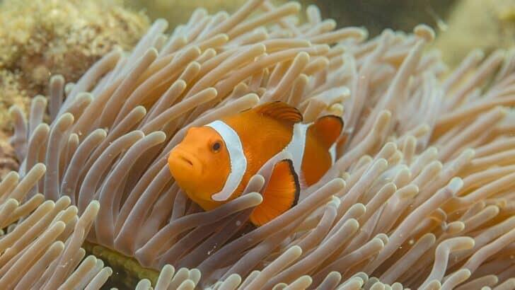 12 Fish That Can Change Gender - NewsBreak