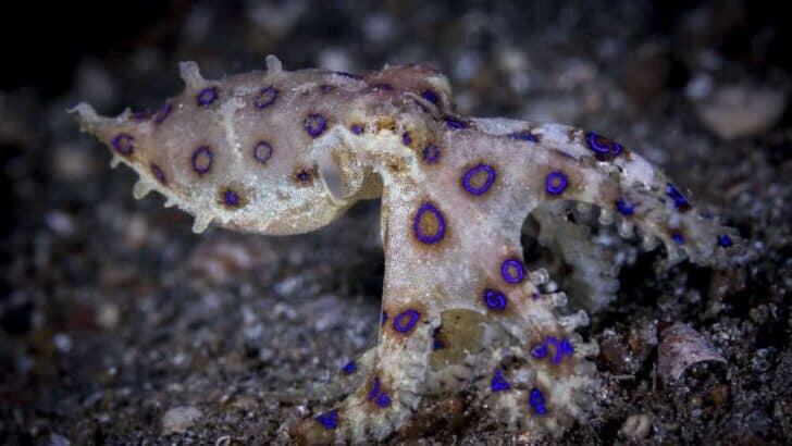 11 States With Surprisingly Dangerous Native Animals - NewsBreak