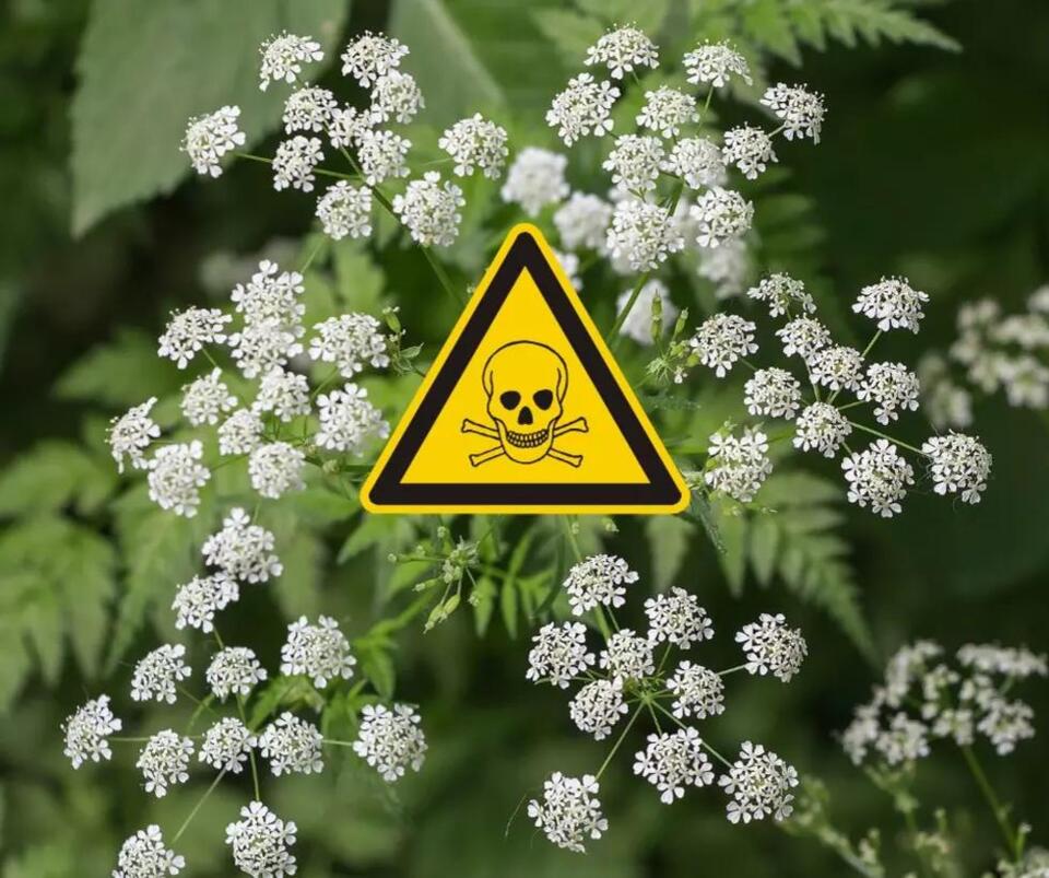 This Toxic Plant is Everywhere in New Jersey - NewsBreak
