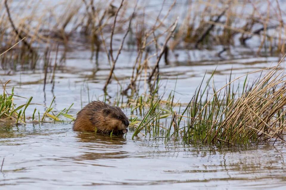 New tool in fight against Great Lakes invasive species: muskrats ...
