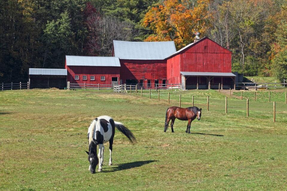 Hundreds of animals, including horses and pony, killed in Central Ohio ...