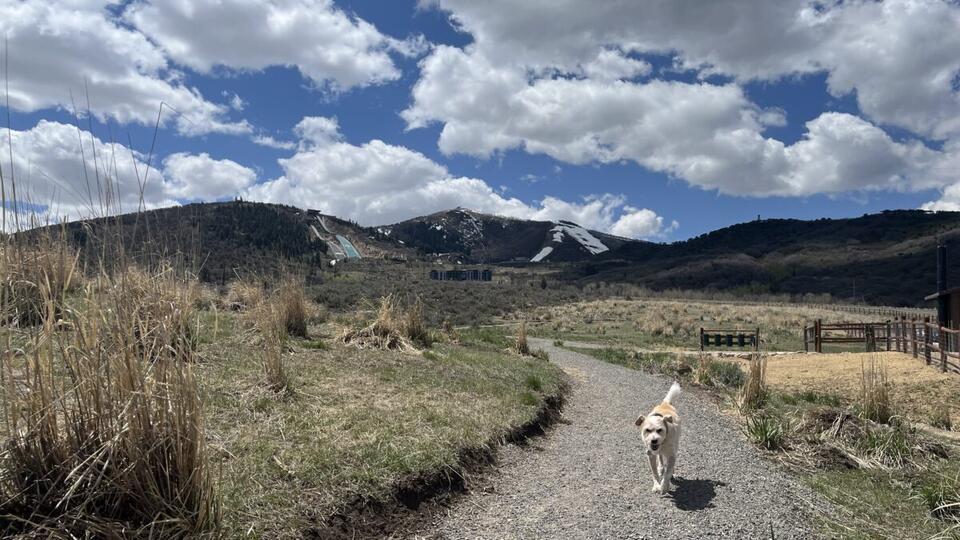 Run-A-Muk Reopens: Wagging tails, clean trails and one golden poop ...