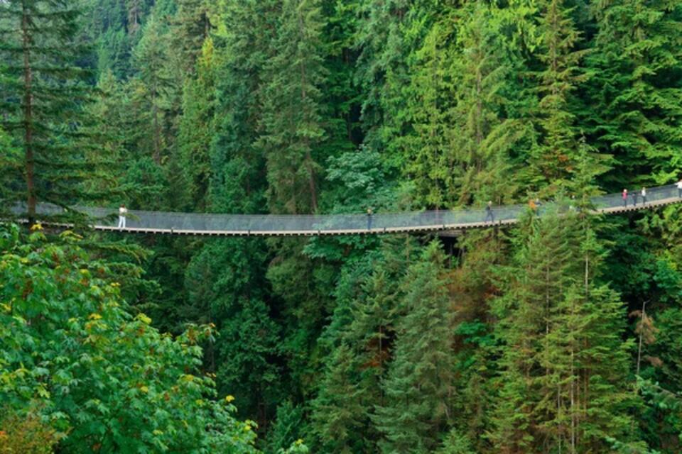 20 Suspension Bridges That Test Courage - NewsBreak