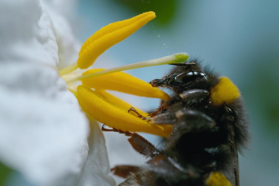 Stream It Or Skip It: ‘Secret World Of Sound With David Attenborough ...