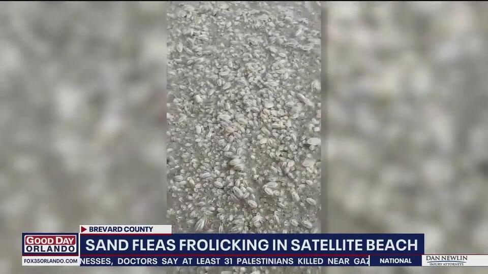 Sand fleas frolicking in Satellite Beach - NewsBreak